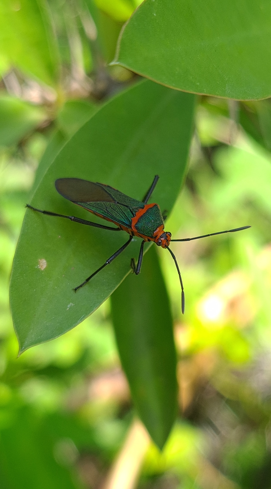 Sphictyrtus Stål, 1860
