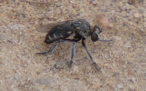 (Hodophylax tolandi)