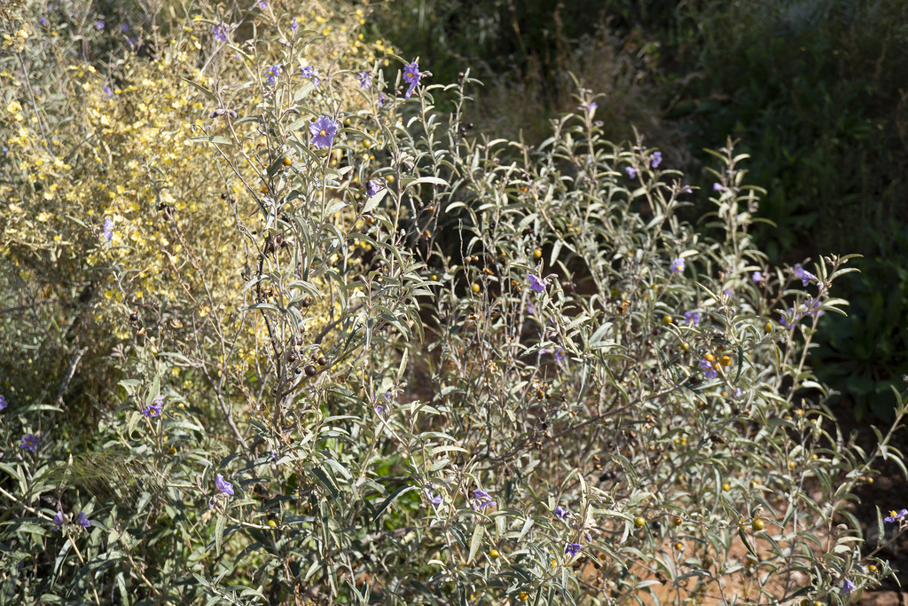 Sturt's nightshade from Broken Hill, New South Wales, Australia on ...