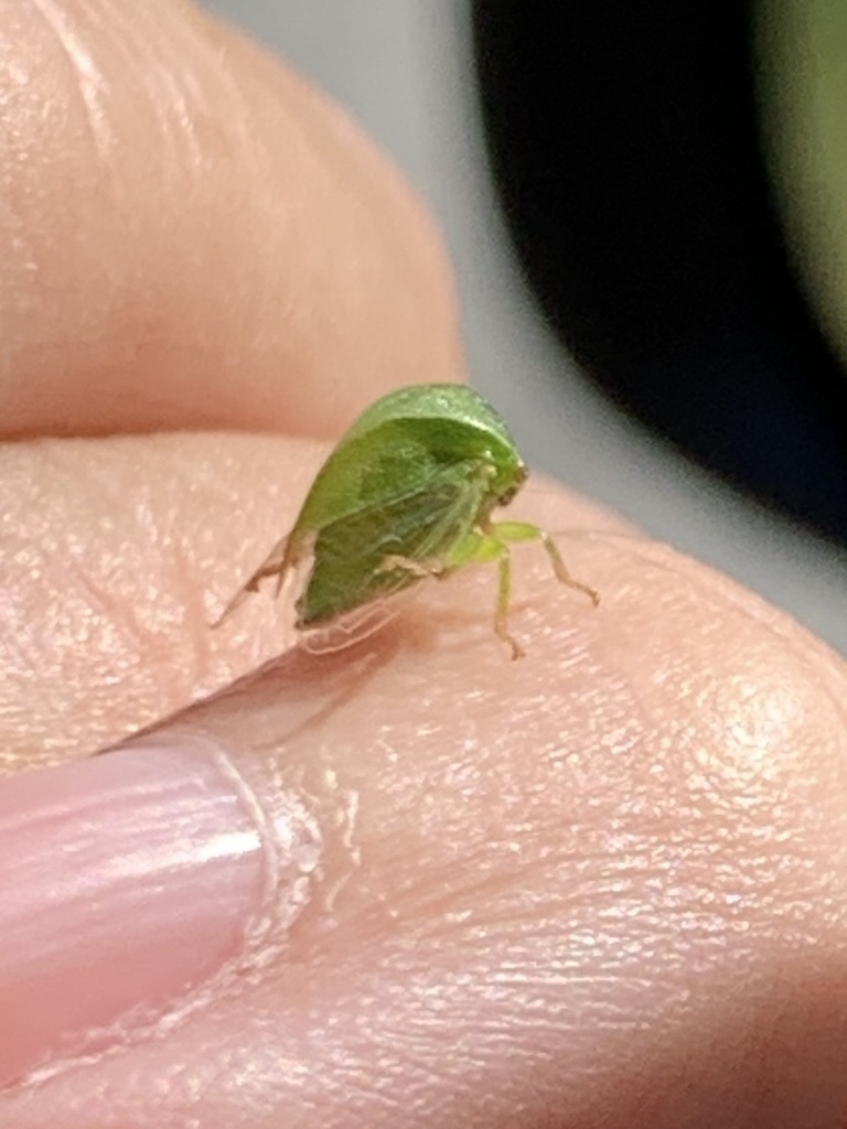 Three-cornered Alfalfa Hopper from SR-620, Remington, VA, US on August ...