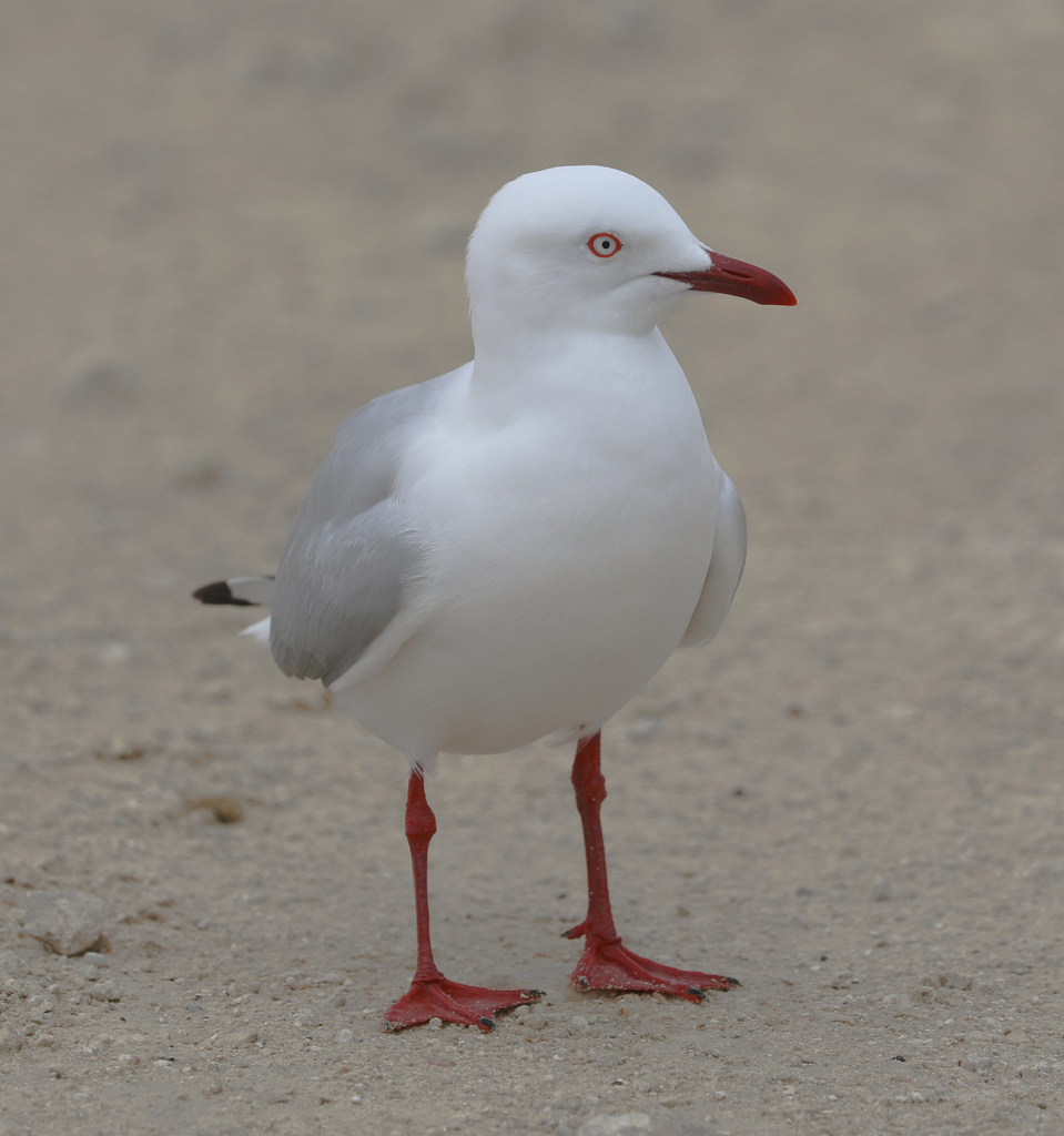 Silver Gull from Coorong, The Coorong, South Australia, Australia on ...