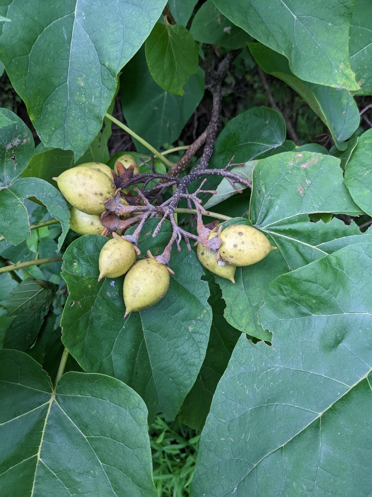 princess tree from Warfields Pond Park on August 15, 2022 at 04:16 PM ...