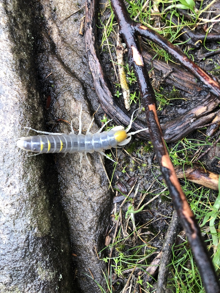 Phreatoicopsis raffae in August 2022 by shortman · iNaturalist