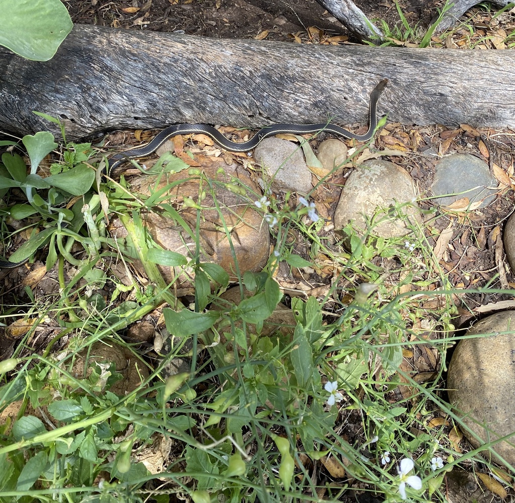 California Striped Racer from Morley Field Sports Complex, San Diego ...