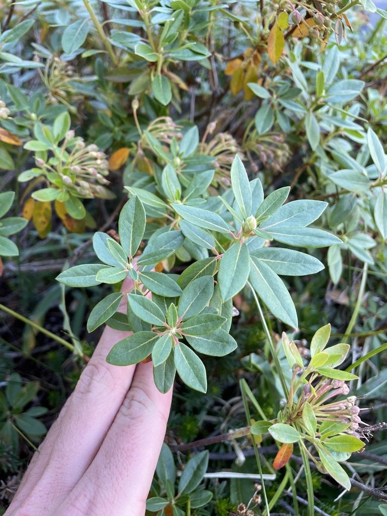 Western Labrador Tea from Dog Lake, Groveland, CA, US on August 6, 2022 ...