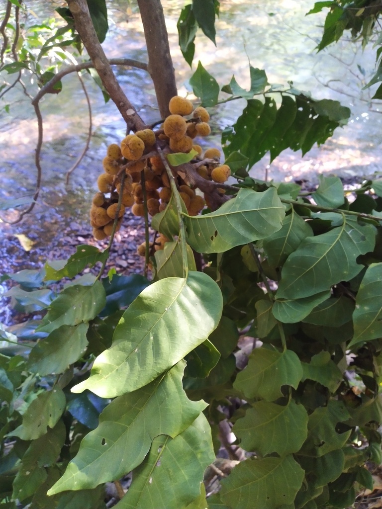 Ivory Mahogany from Goomboora Park, Brinsmead QLD, Australia on August ...