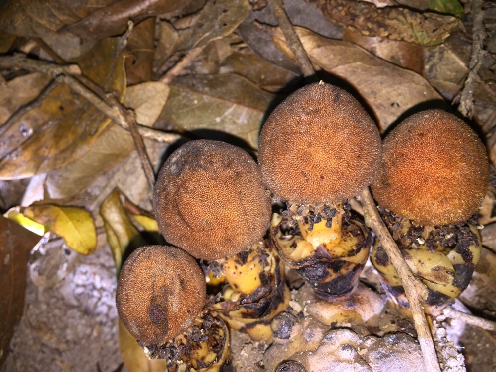 fungus root from Mount Cook National Park, Cooktown, QLD, AU on August ...
