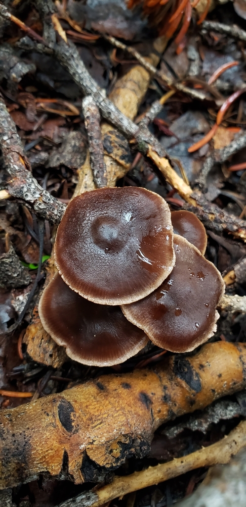 Webcaps from Brian Head, UT 84719, USA on August 11, 2022 at 06:52 PM ...