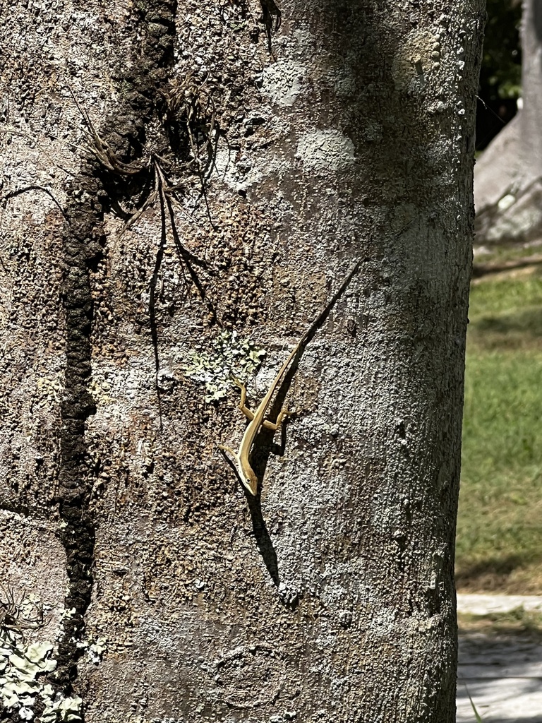 Puerto Rican Anole from Puerto Rico, Cayey, Puerto Rico, US on August ...