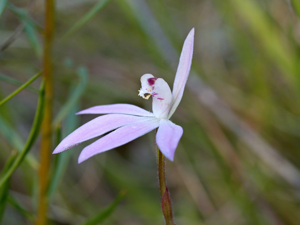 Pink Lady Fingers in August 2022 by Lorraine Phelan · iNaturalist