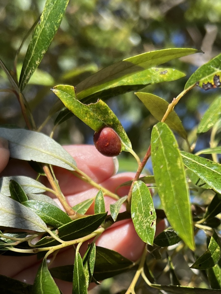 Willow Apple Gall Sawfly from Santa Teresa Blvd, San Jose, CA, US on ...