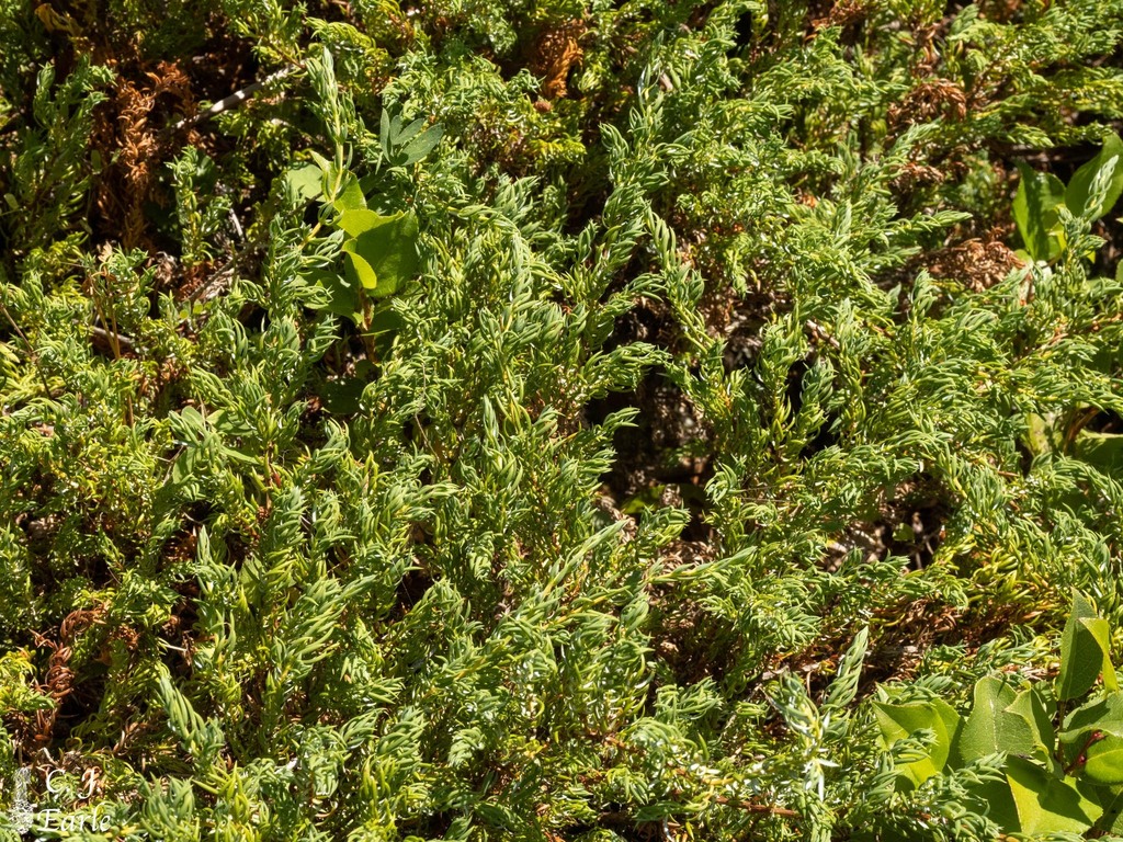 common juniper from Clallam, Washington, United States on August 19 ...
