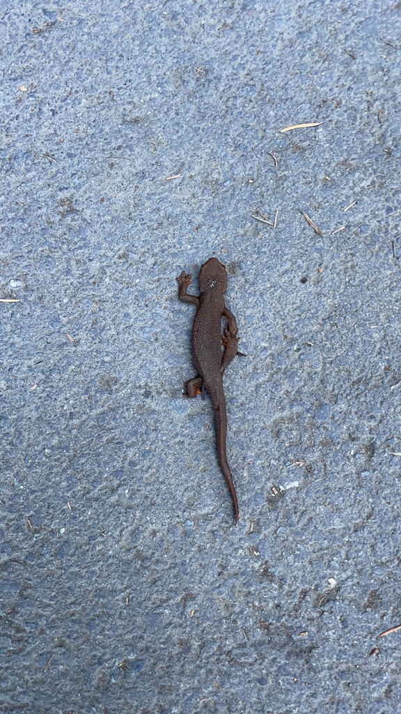 Rough-skinned Newt from Clallam County, Olympic, Olympic National Park ...