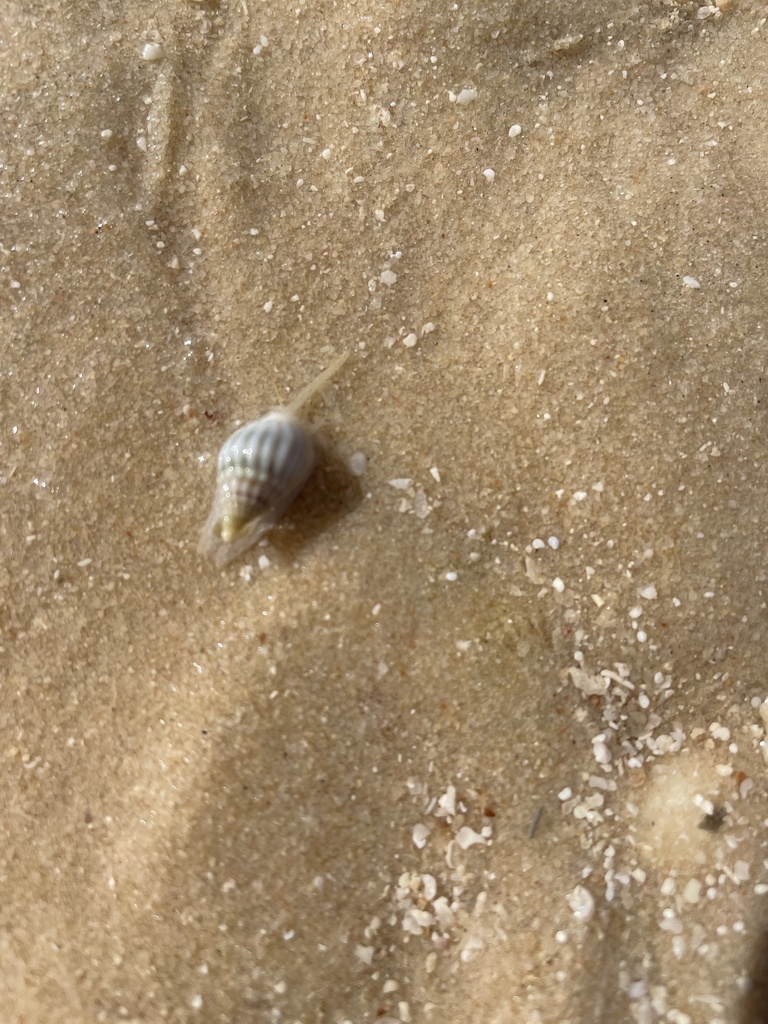 Nassa Mudsnails from Monkey Mia Reserve, Monkey Mia, WA, AU on August ...