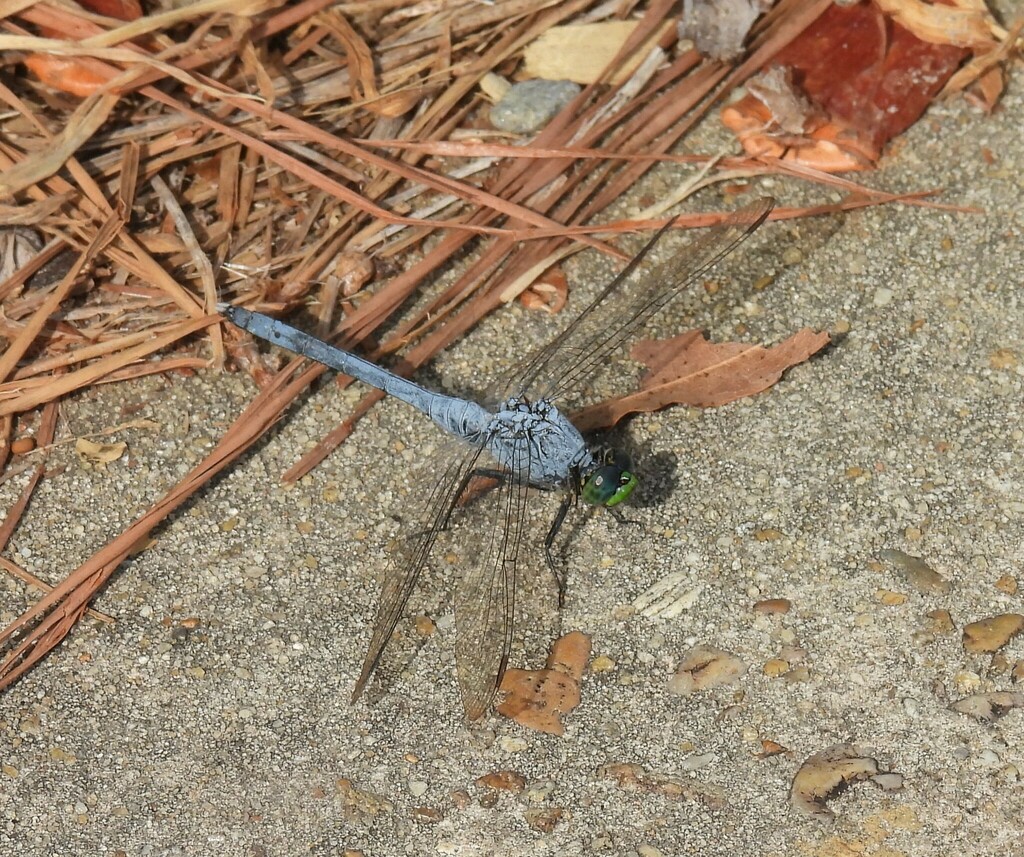 Eastern Pondhawk from Shell Creek Park, Wilcox County, AL, USA on ...