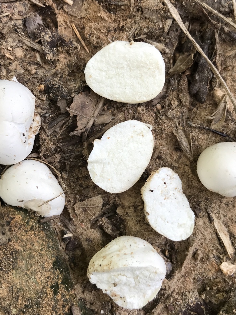 Arachnion album from Buffalo National River, Marshall, AR, US on August ...