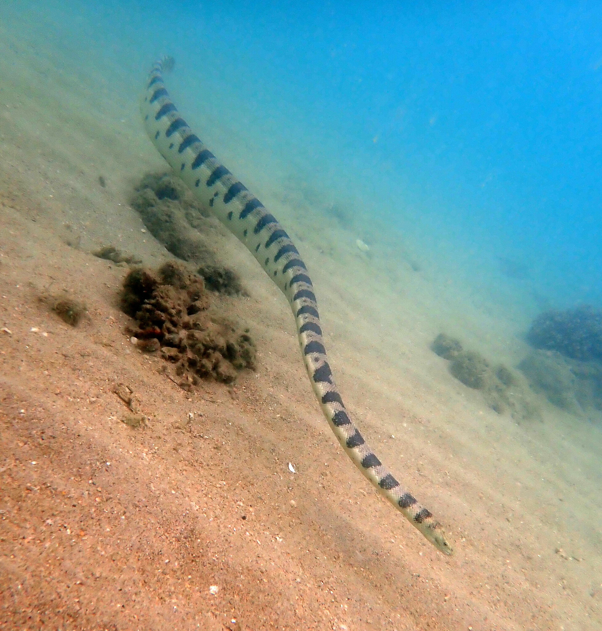 Hydrophis major (Shaw, 1802)