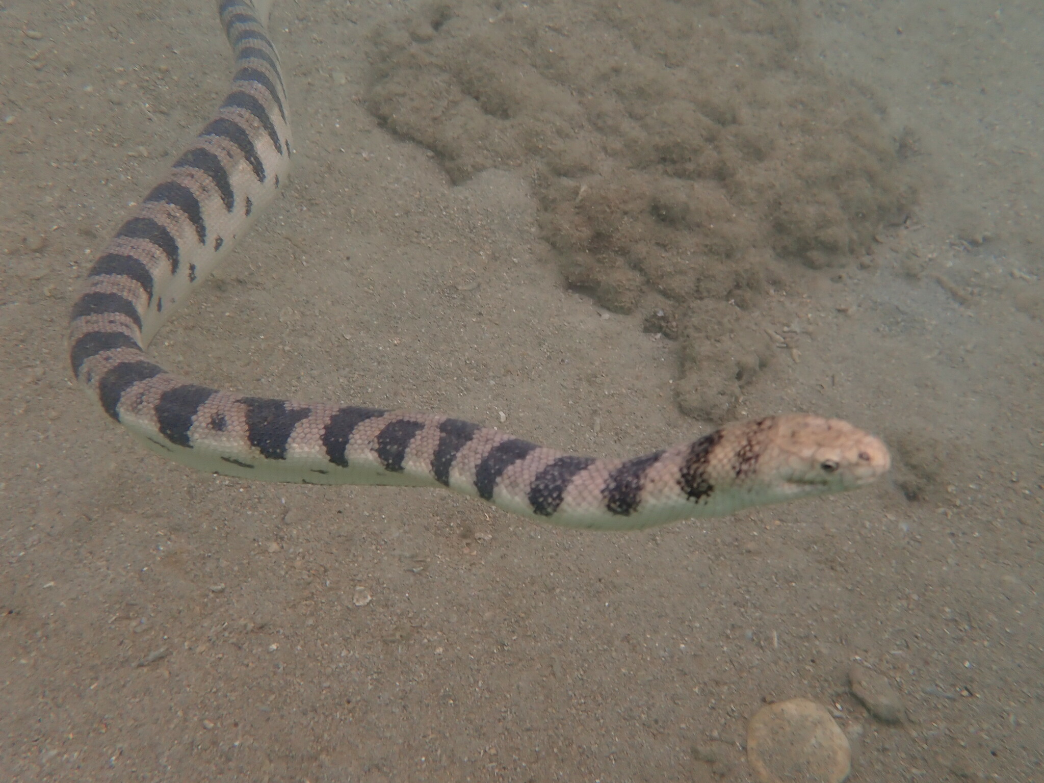 Hydrophis major (Shaw, 1802)