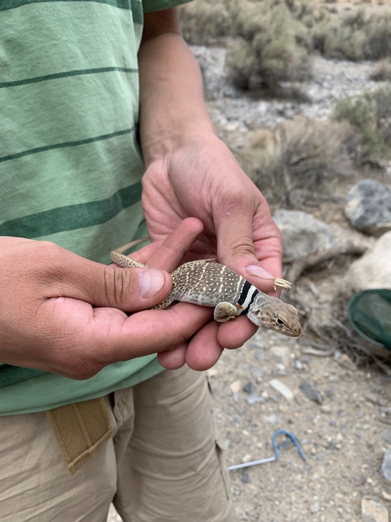 Desert Collared Lizard from Humboldt-Toiyabe National Forest, Ely, NV ...