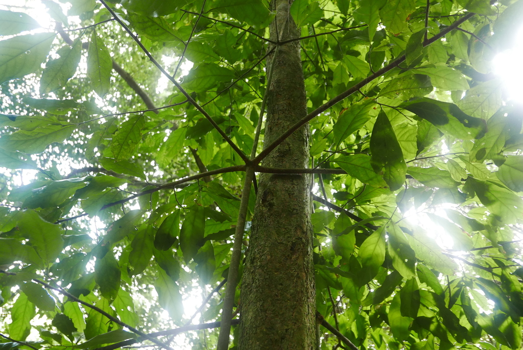 Swizzlestick Tree (Quararibea turbinata) - Botanical Realm
