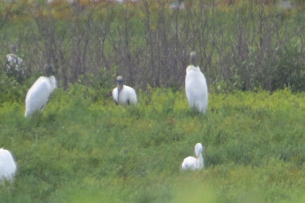 Wood Stork from Bay Area, Corpus Christi, TX, USA on August 15, 2022 at ...