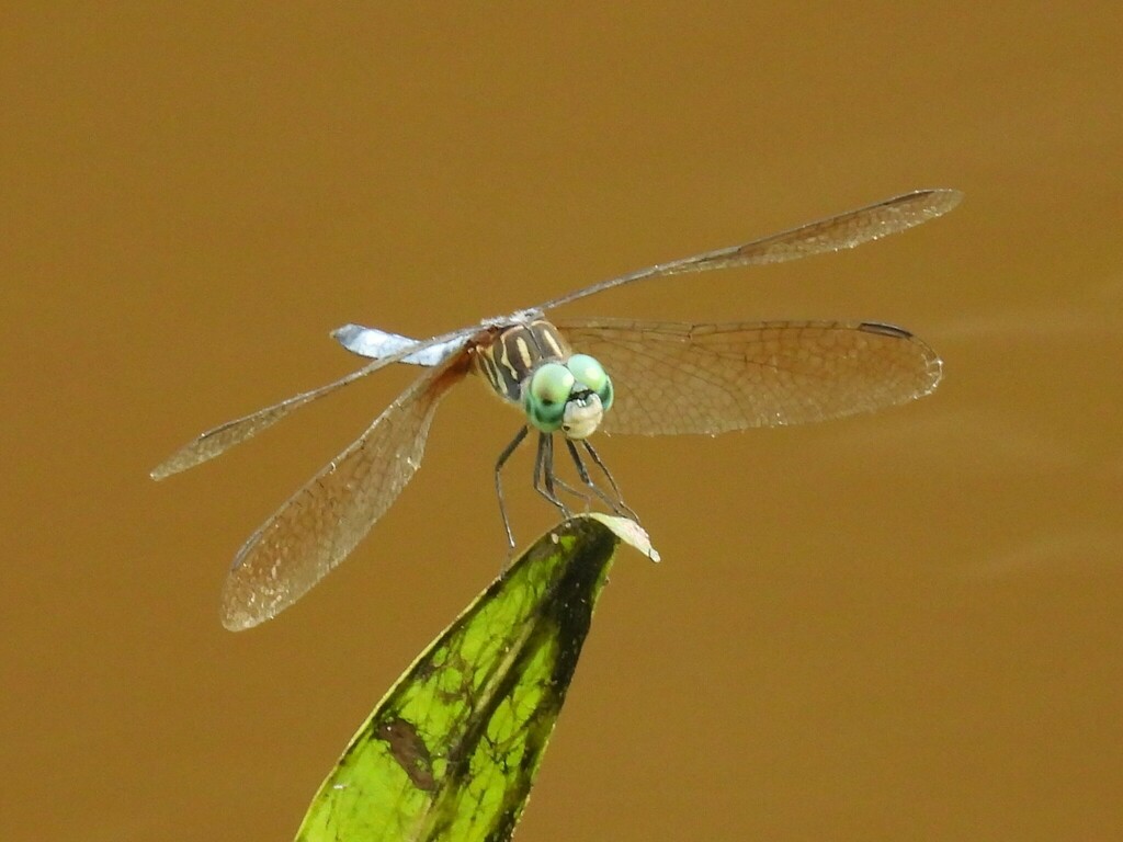 Blue Dasher from Millers Ferry, west bank fishing area, Wilcox County ...