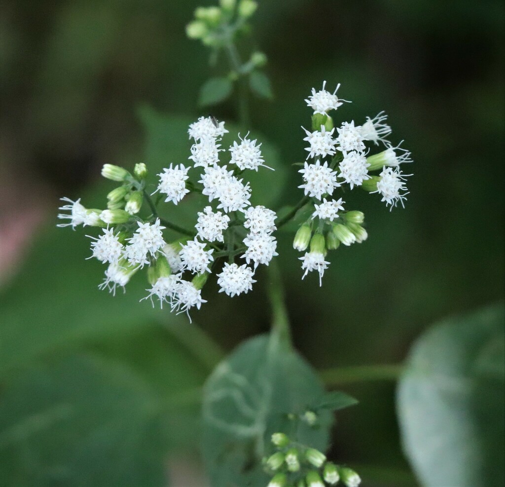 white snakeroot from 6700 Salmon Lake Rd, Sydenham, ON K0H 2T0, Canada ...