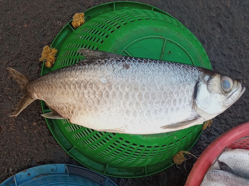 Indo-Pacific Tarpon from Kasimedu Fish Market on August 21, 2022 at 06: ...