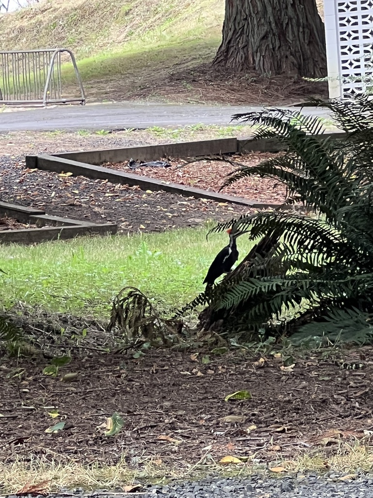 Pileated Woodpecker from Mill Creek Park, Cosmopolis, WA, US on August ...