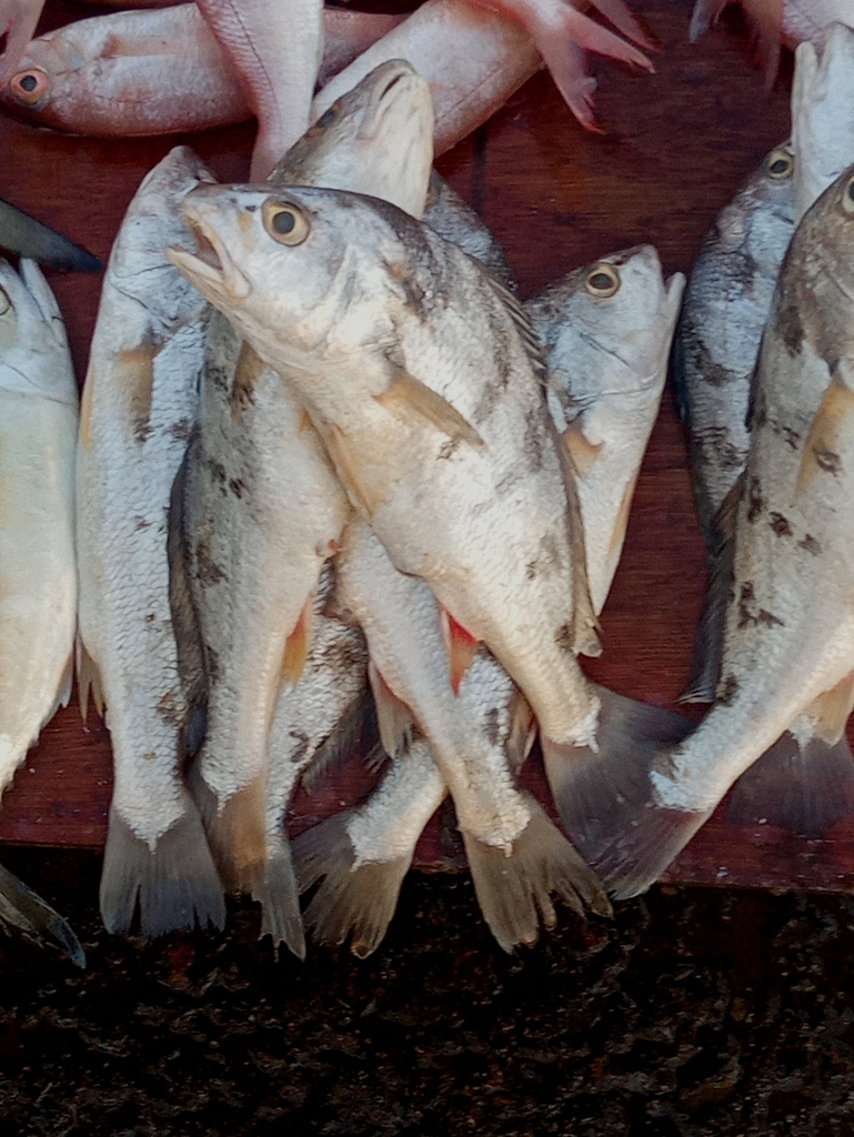 Blotched Croaker (Nibea maculata) - Marine Life Identification