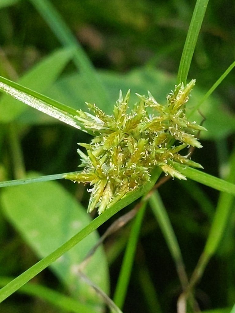 redroot flatsedge from Contra Costa County, CA, USA on August 20, 2022 ...