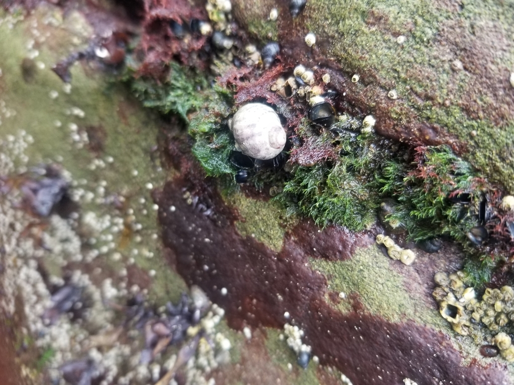 Striped Dogwinkle from Forks, WA 98331, USA on August 20, 2022 at 03:39 ...