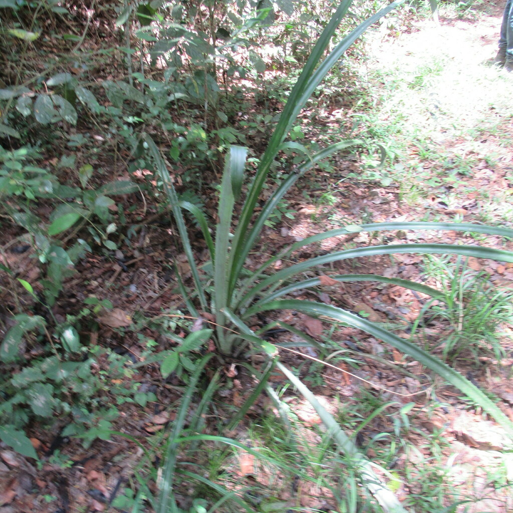 Bromelia from Nilo, Cundinamarca, Colombia on August 16, 2022 at 09:59 ...
