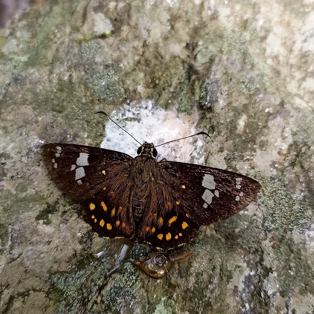 multi-spotted flat from Munsyari, Uttarakhand 262554, India on August ...