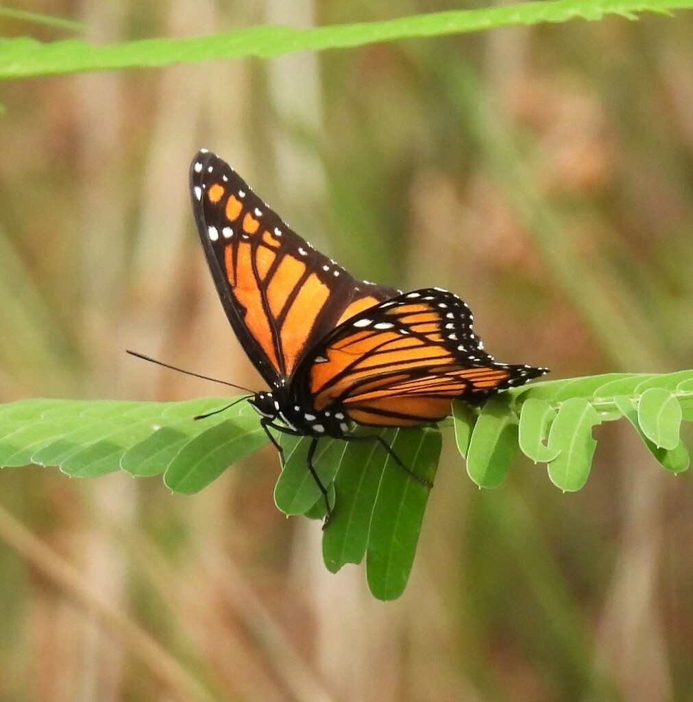 Viceroy from Millers Ferry, road to west bank fishing area, Wilcox ...