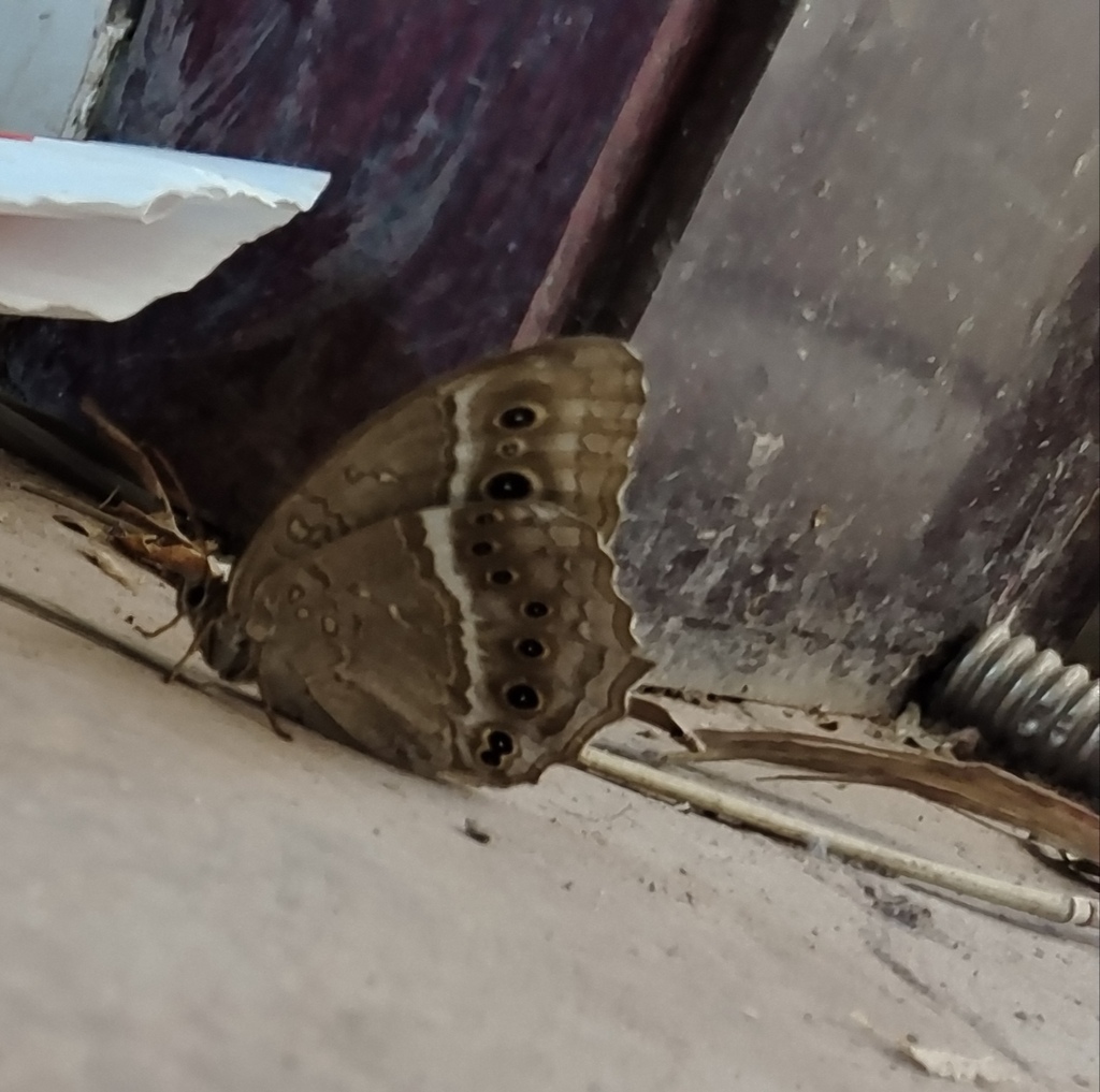 Neope shirozui from 中国四川省资阳市安岳县 on August 21, 2022 at 11:12 AM by ...