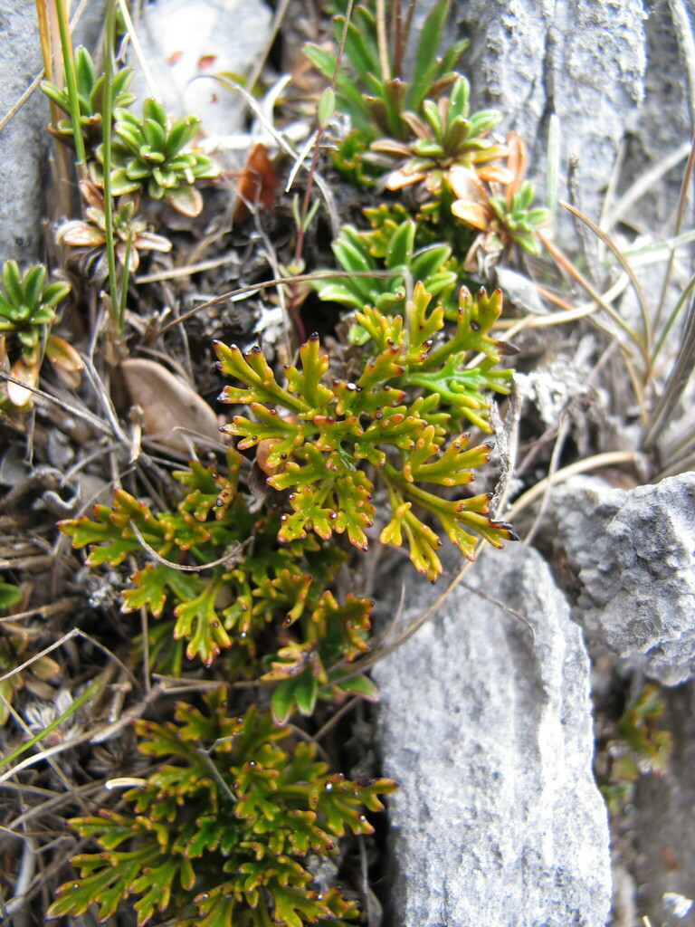 Clematis marmoraria in January 2015 by Paul Maurice · iNaturalist