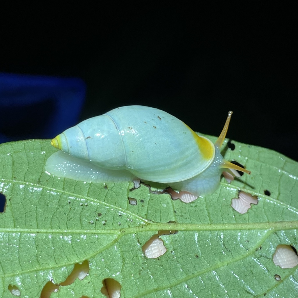 Mesembrinus mossi from Trinidad, Trinidad and Tobago, TT on August 20 ...