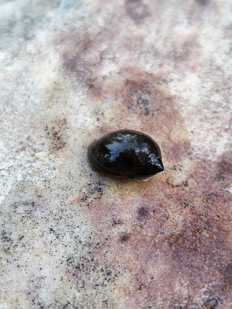 Physa from Mountain Springs, NV 89161, USA on August 20, 2022 at 05:57 ...