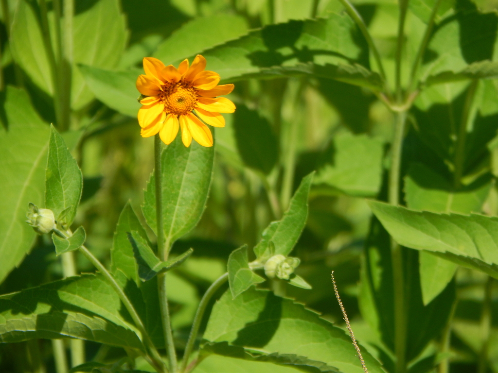 false sunflower from Dekalb County, IL, USA on June 26, 2022 at 12:02 ...