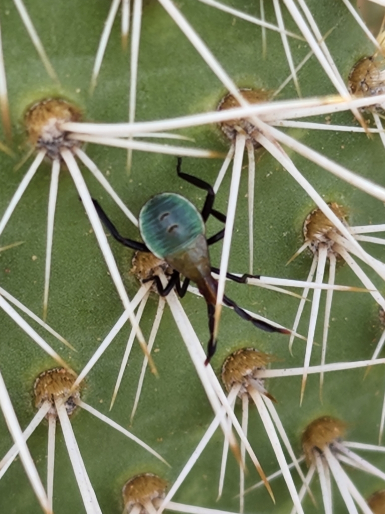 Cactus Coreid Bug from Mountain Springs, NV 89161, USA on August 20 ...