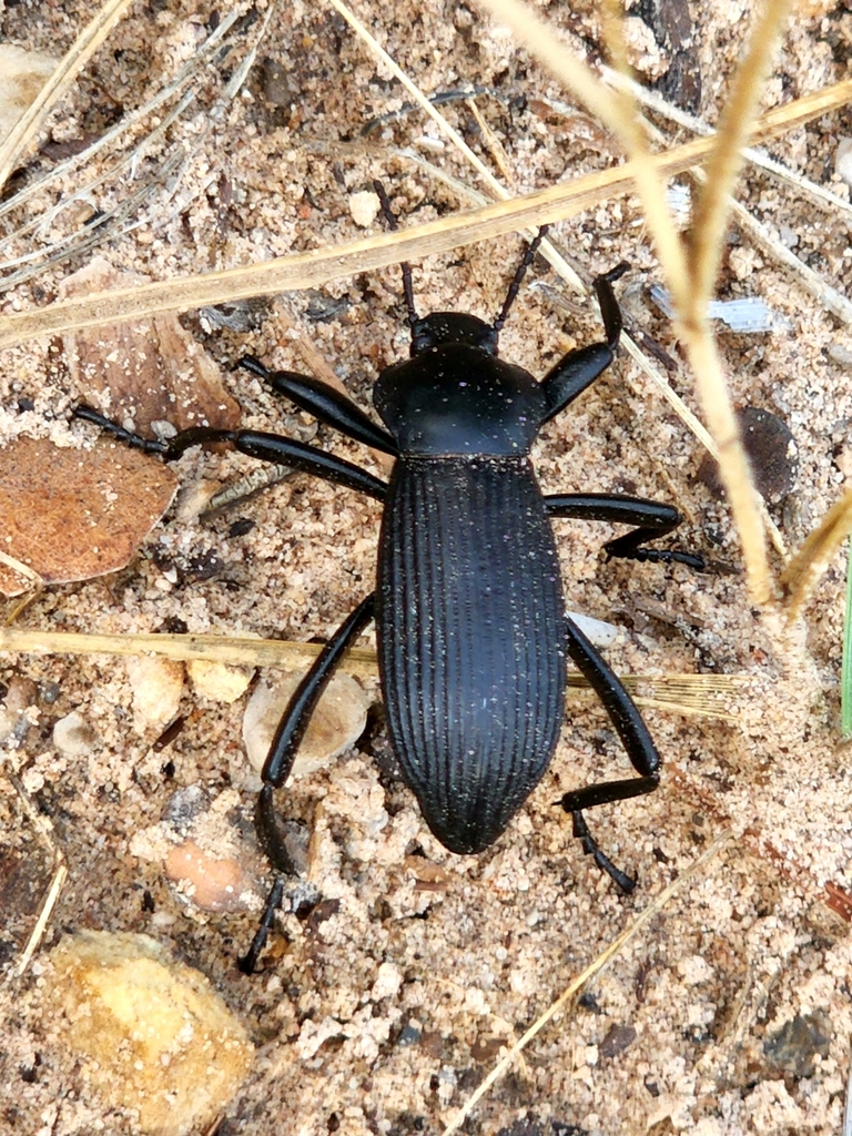 Desert Stink Beetles from Mountain Springs, NV 89161, USA on August 20 ...