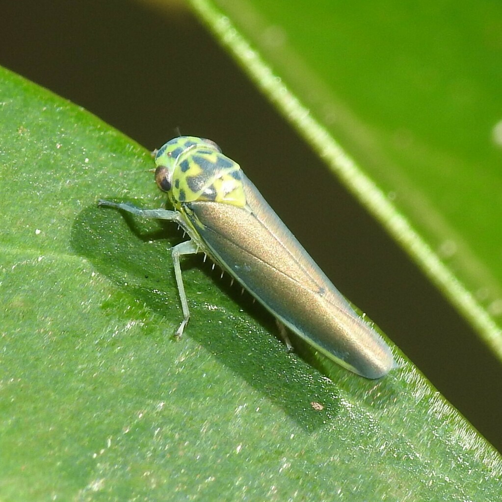 Kolla from Talegalla Weir QLD 4650, Australia on August 19, 2022 at 10: ...