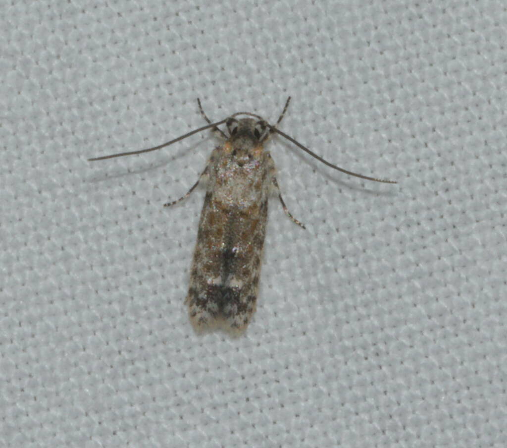 Fancy Case Caterpillars from Hawaii County, HI, USA on August 12, 2022 ...