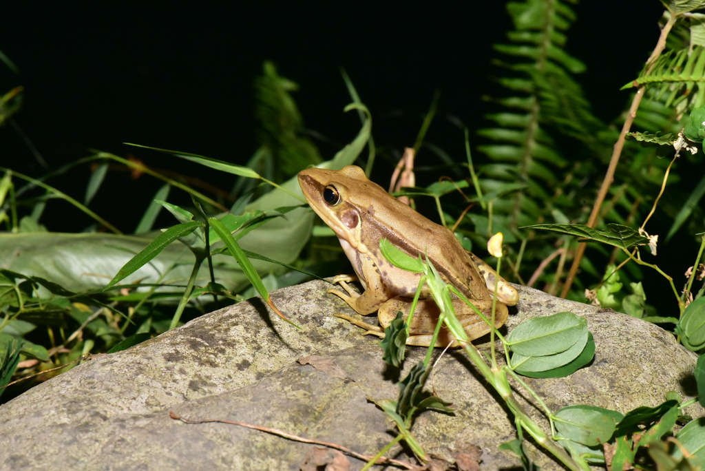 Guenther's Frog from Yilan County, Taiwan on August 20, 2022 at 10:34 ...