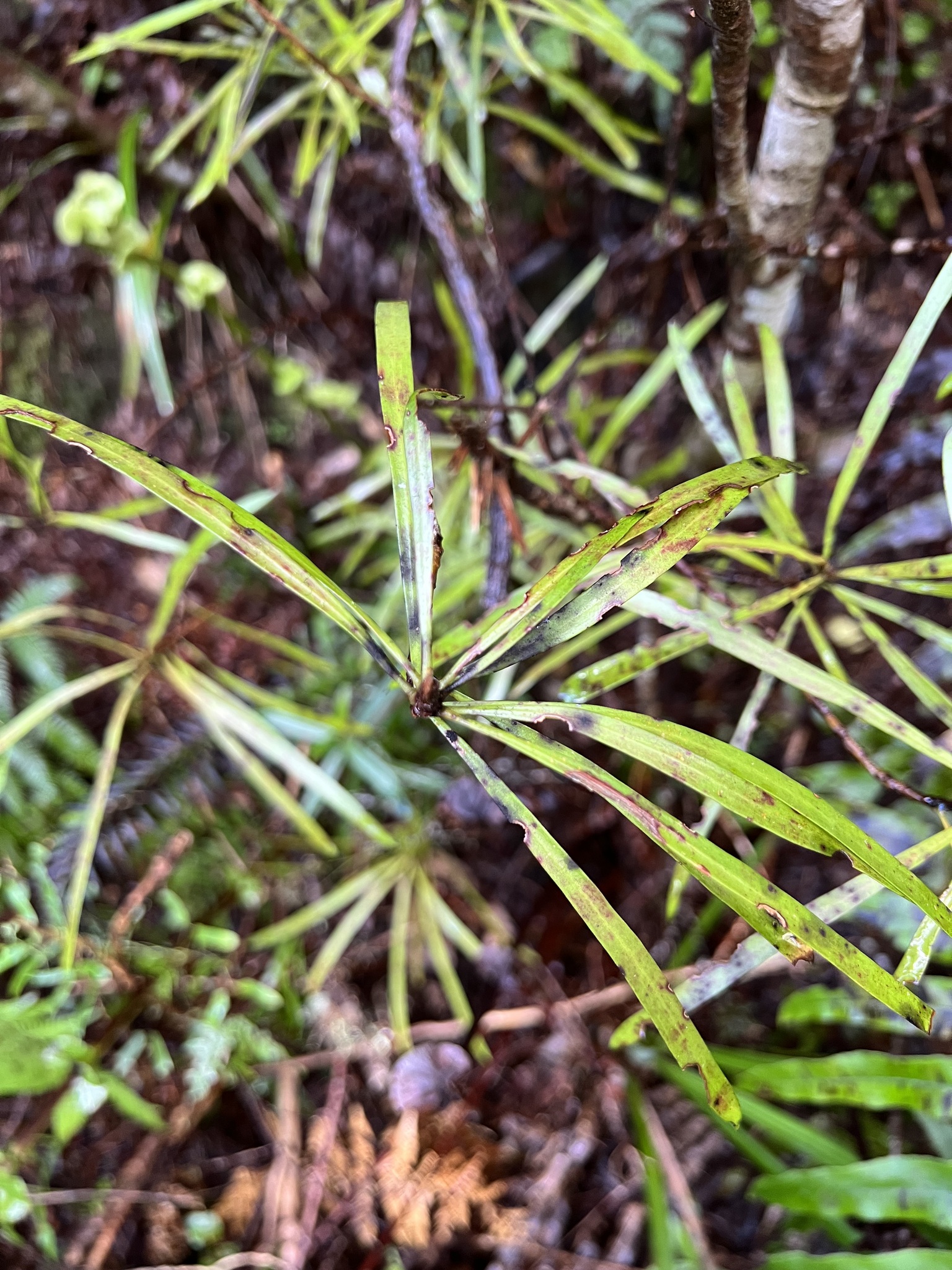 Toronia L.A.S.Johnson & B.G.Briggs