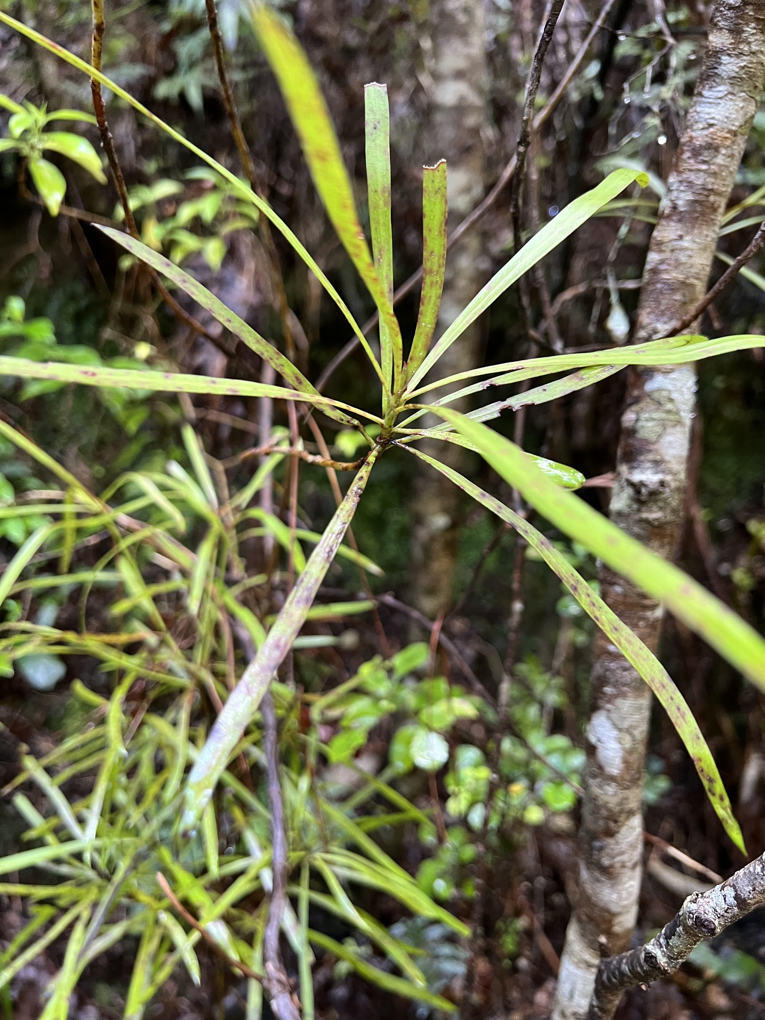 Toronia L.A.S.Johnson & B.G.Briggs