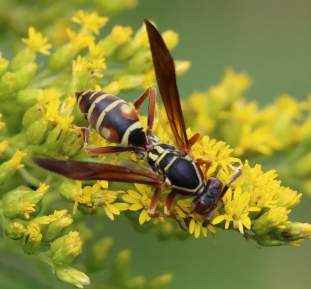 Dark Paper Wasp from Bayside, WI 53217, USA on August 19, 2022 at 03:46 ...