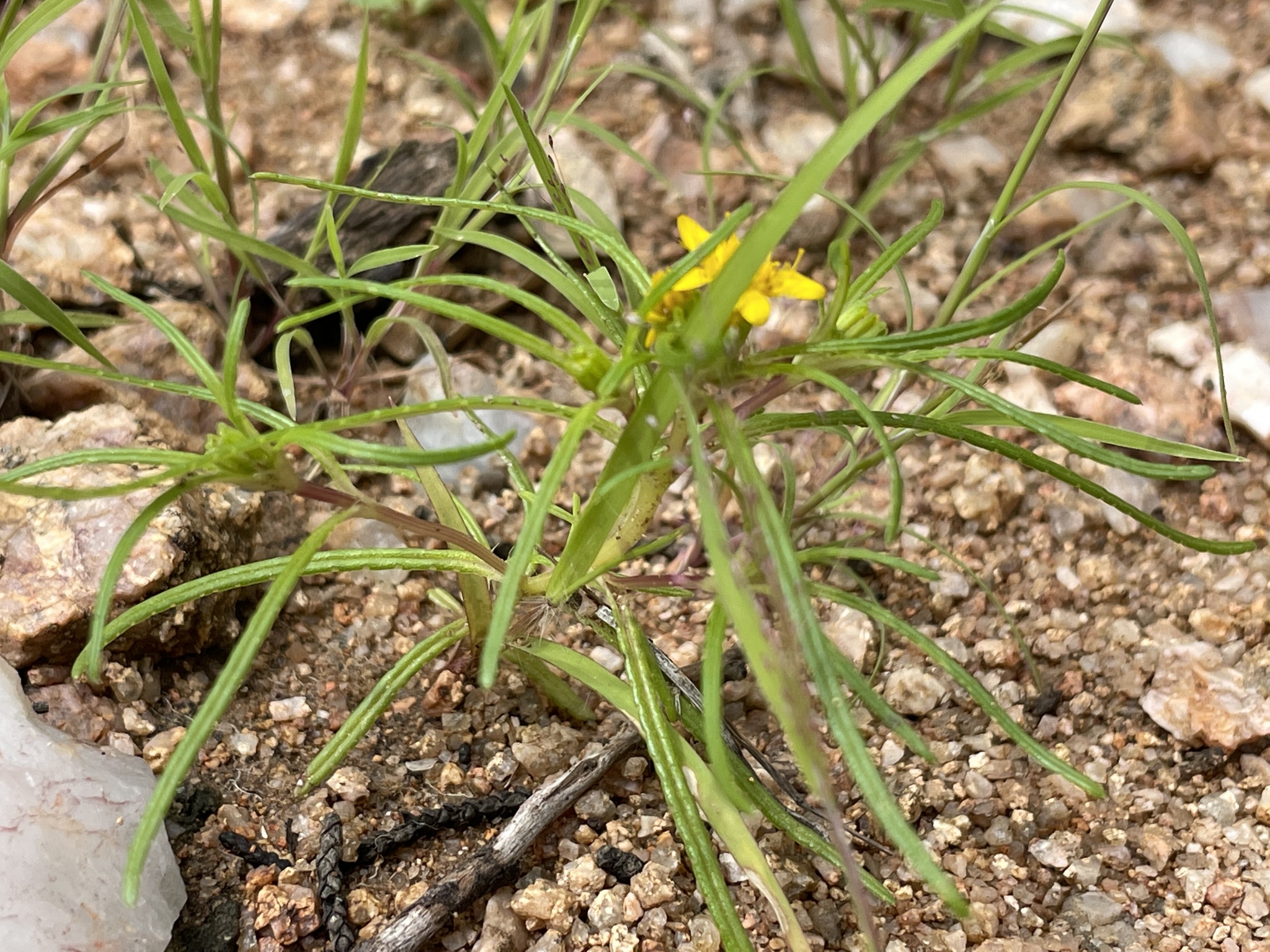 Pectis angustifolia Torr.