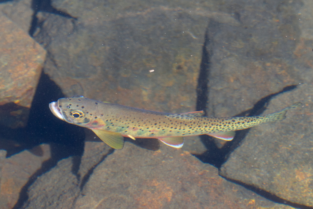 Westslope Cutthroat Trout from Chelan County, WA, USA on August 7, 2022 ...